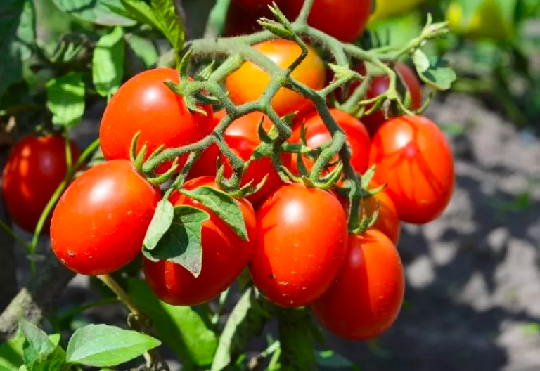 A Quick Guide on Tomato Weights