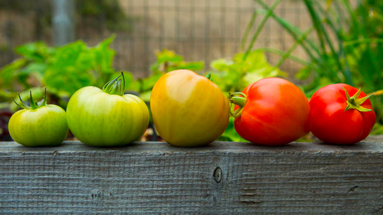 A Quick Guide on Tomato Weights