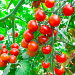 The Complete Guide to Small Tomato Varieties