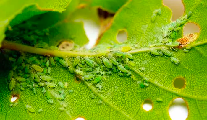 All You Need to Know About the Lemon Tree Growth Stages