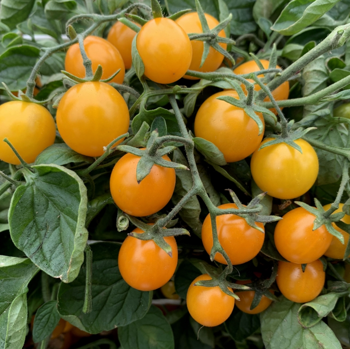 The Complete Guide to Small Tomato Varieties