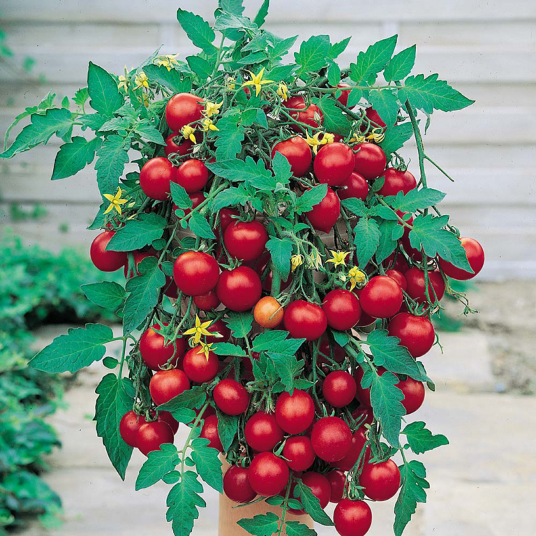 The Complete Guide to Small Tomato Varieties