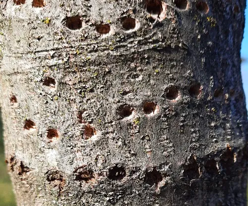 Your 101 to Removing Sycamore Trees