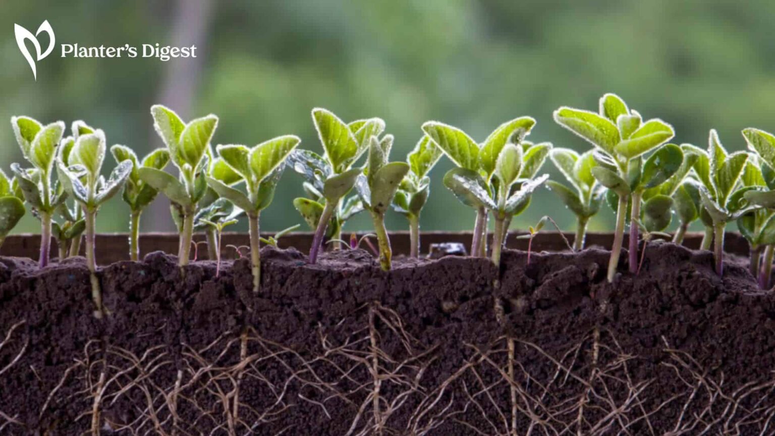 20 Shallow-Rooted Plants To Grow In Small Spaces