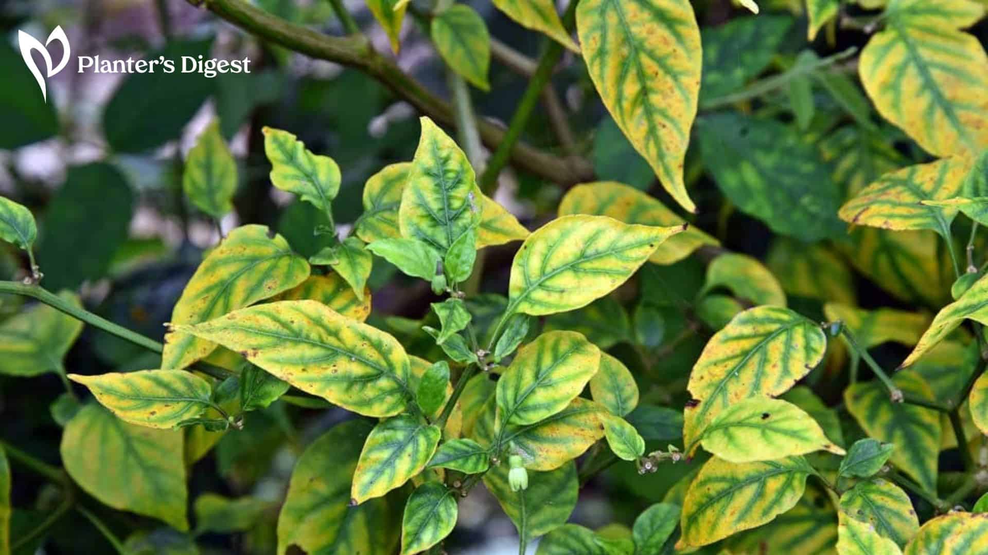 Addressing Nitrogen Deficiency in Pepper Plants