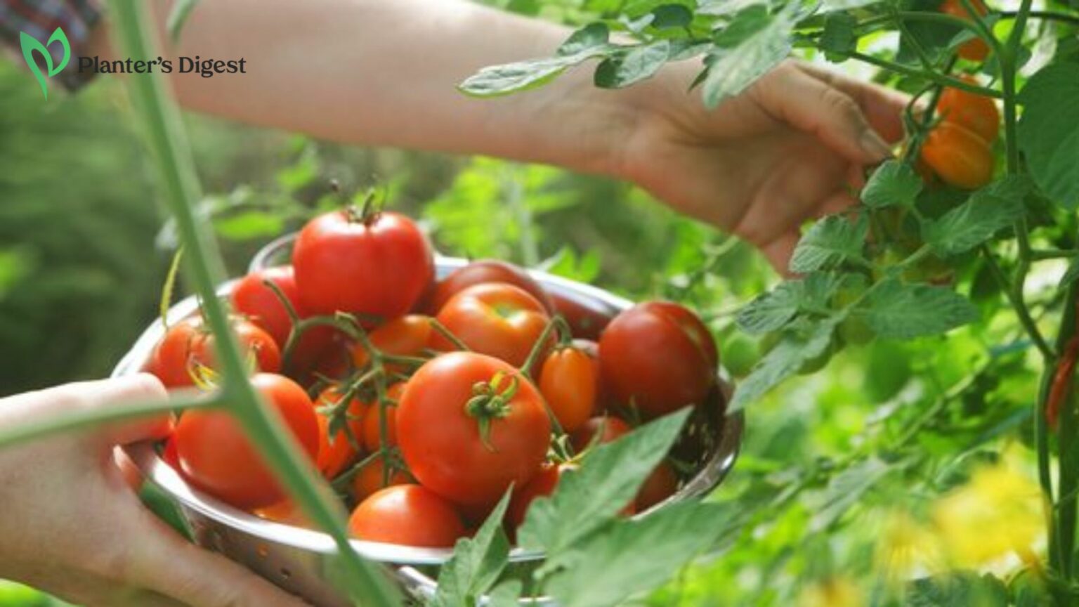 All The Hows and Whens of Tomato Picking