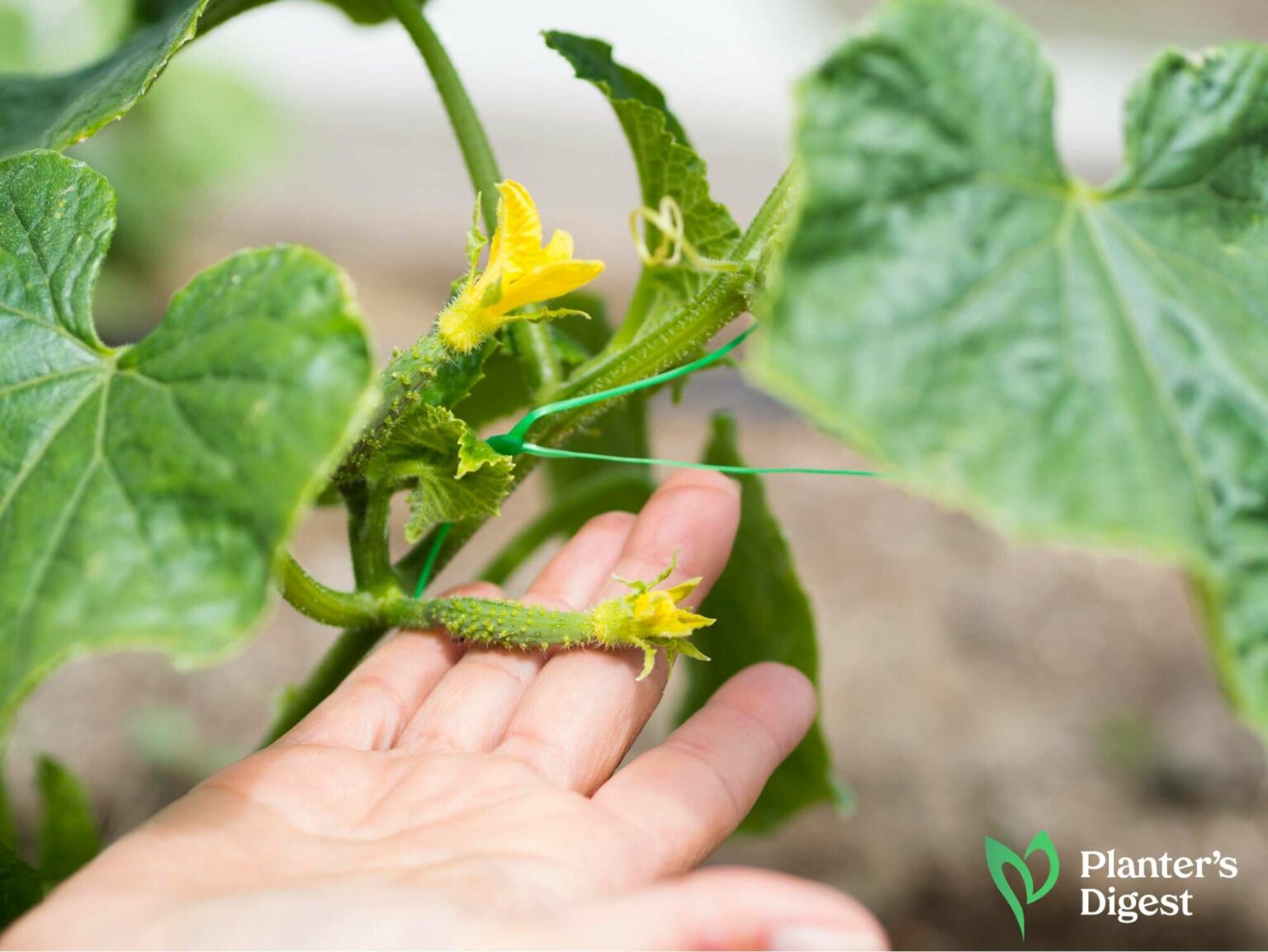 Pepper Pollination 101