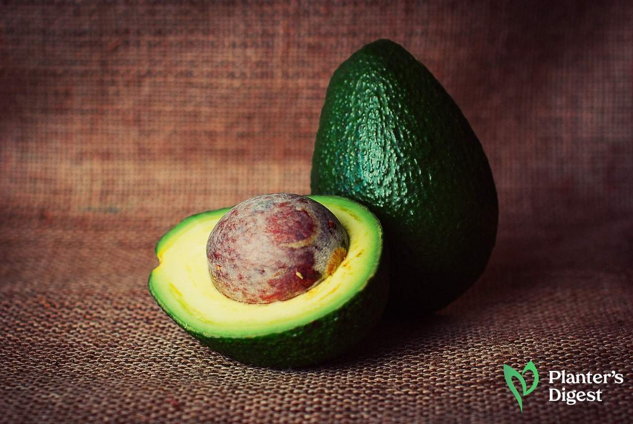 Ending the Avocado Conundrum: Is It a Fruit or Vegetable?