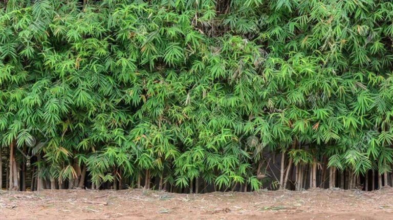 15 Sound Barrier Trees to Consider