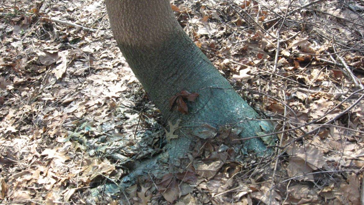 How to Kill a Weeping Willow Tree: For Beginners to Experts