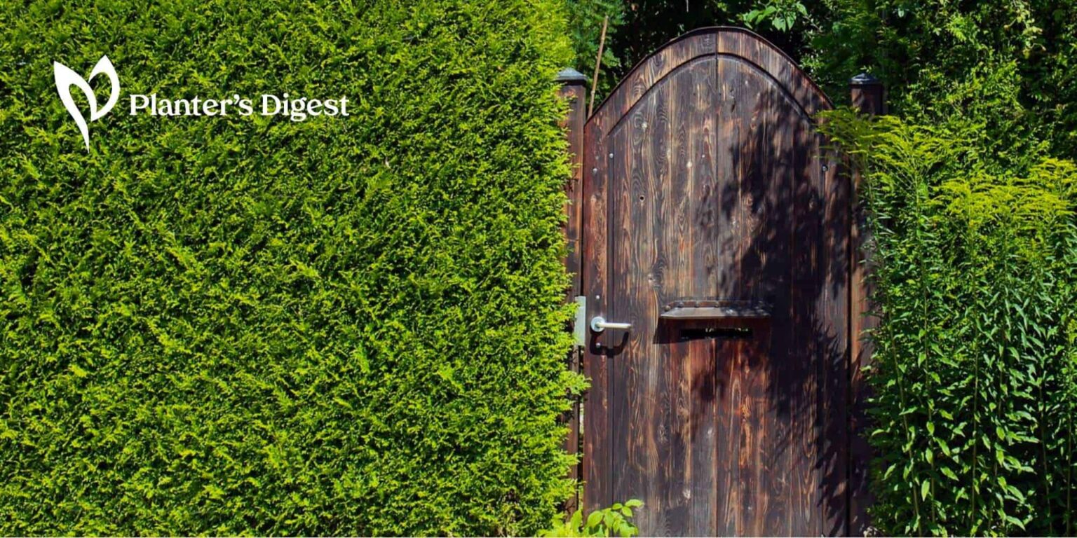 15 Sound Barrier Trees to Consider