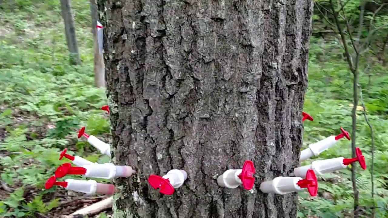 How to Kill a Weeping Willow Tree: For Beginners to Experts