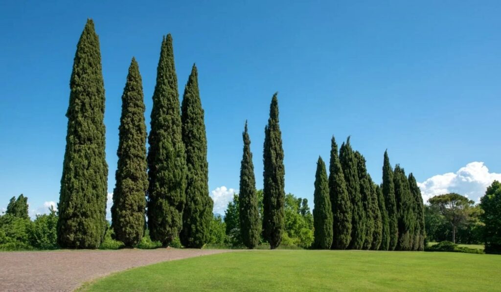 15 Sound Barrier Trees to Consider