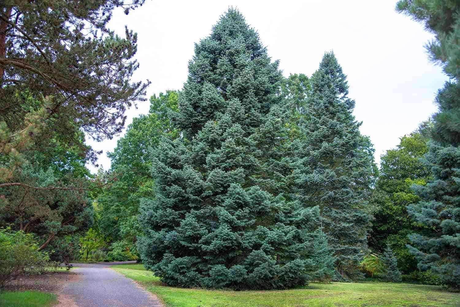 15 Sound Barrier Trees to Consider