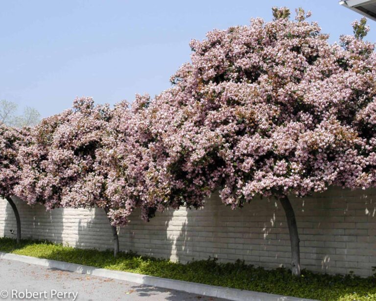 15 Sound Barrier Trees to Consider