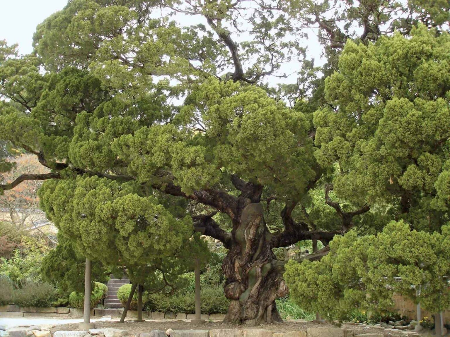 15 Sound Barrier Trees to Consider