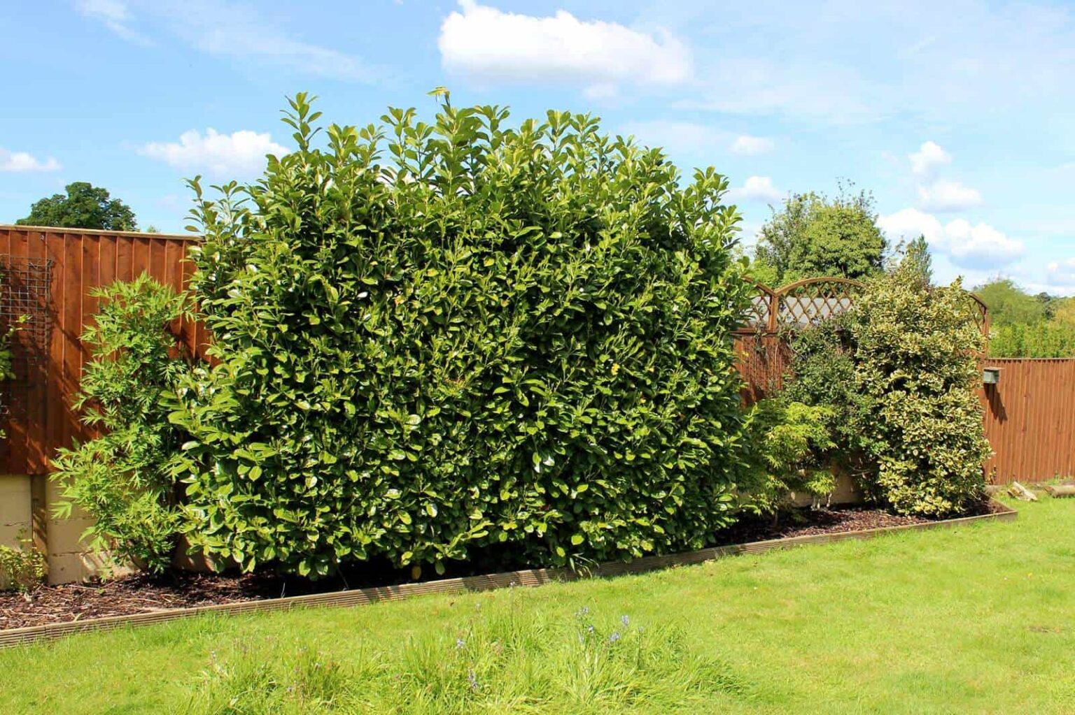 15 Sound Barrier Trees to Consider