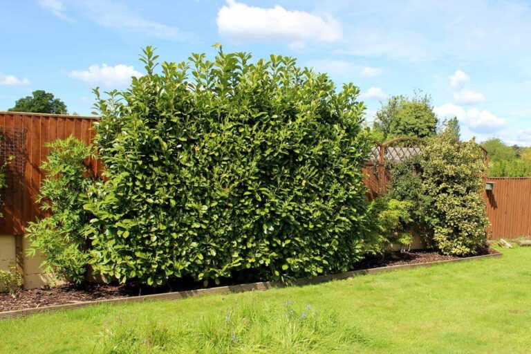 15 Sound Barrier Trees to Consider