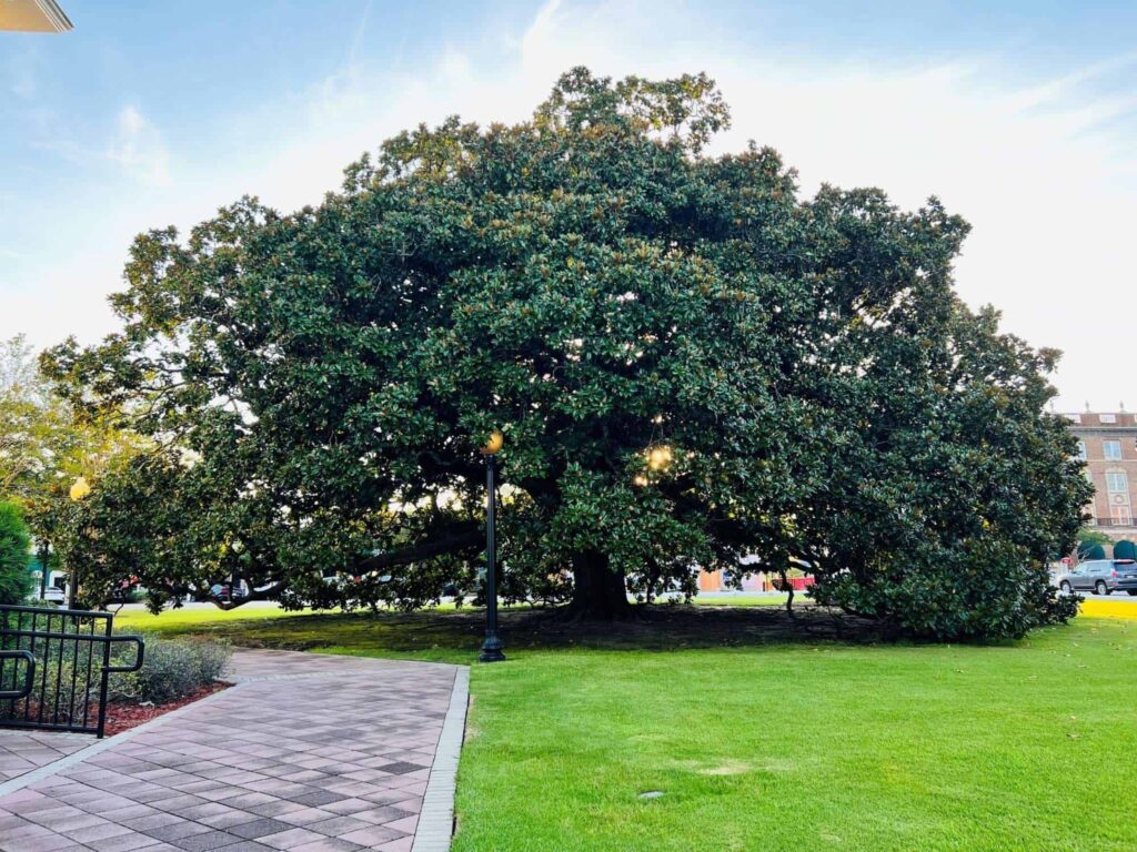15 Sound Barrier Trees to Consider