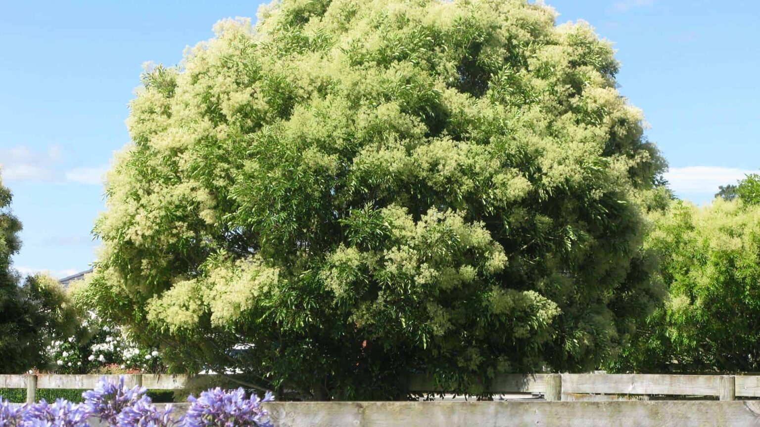15 Sound Barrier Trees to Consider
