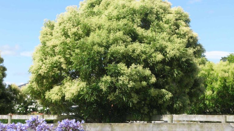 15 Sound Barrier Trees to Consider
