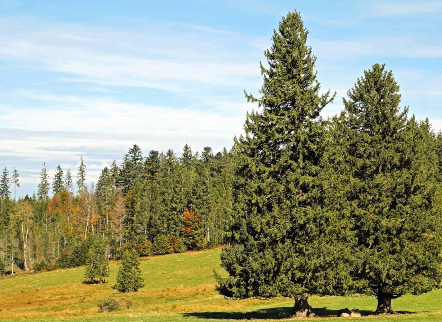 15 Sound Barrier Trees to Consider