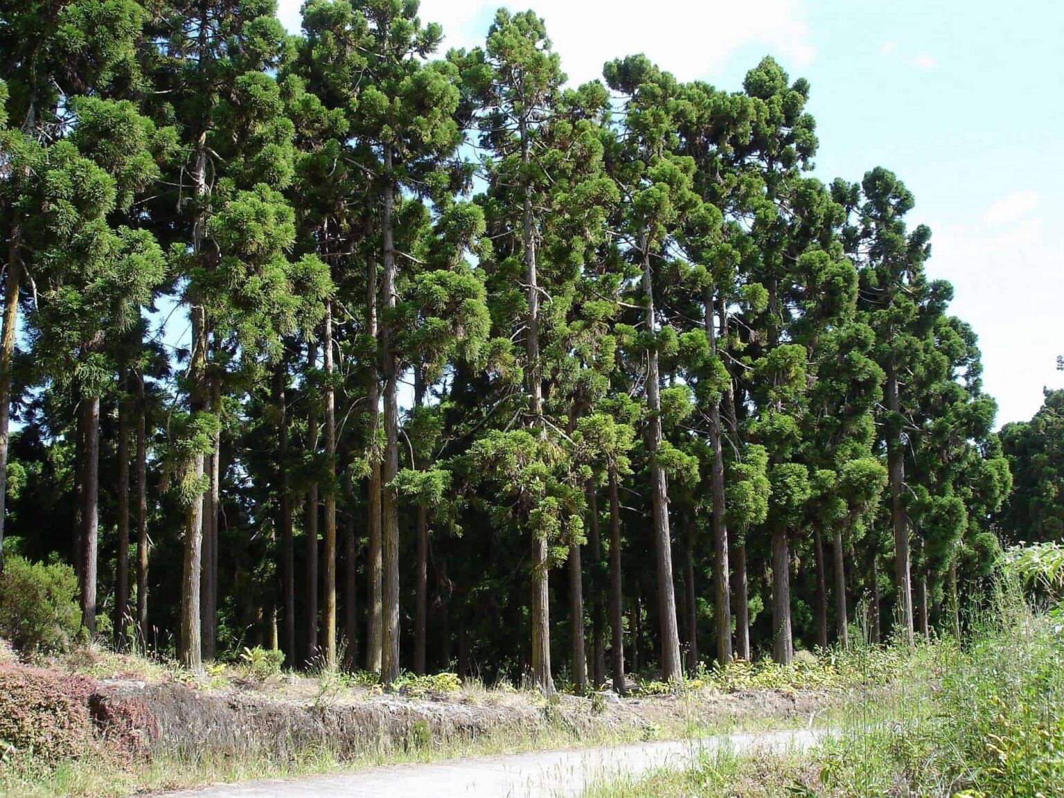 15 Sound Barrier Trees to Consider