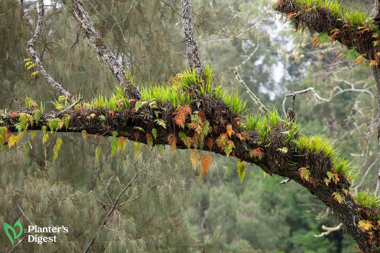 30 Must-Have Epiphytic Plants to Add to Your Garden