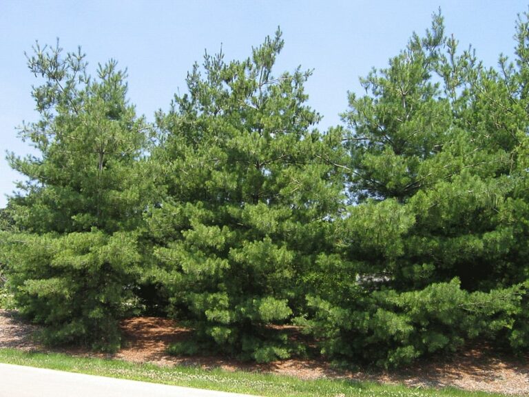 15 Sound Barrier Trees to Consider
