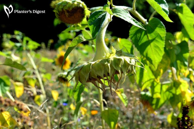 Plant Booster: How to Fix Iron Deficiency in Plants