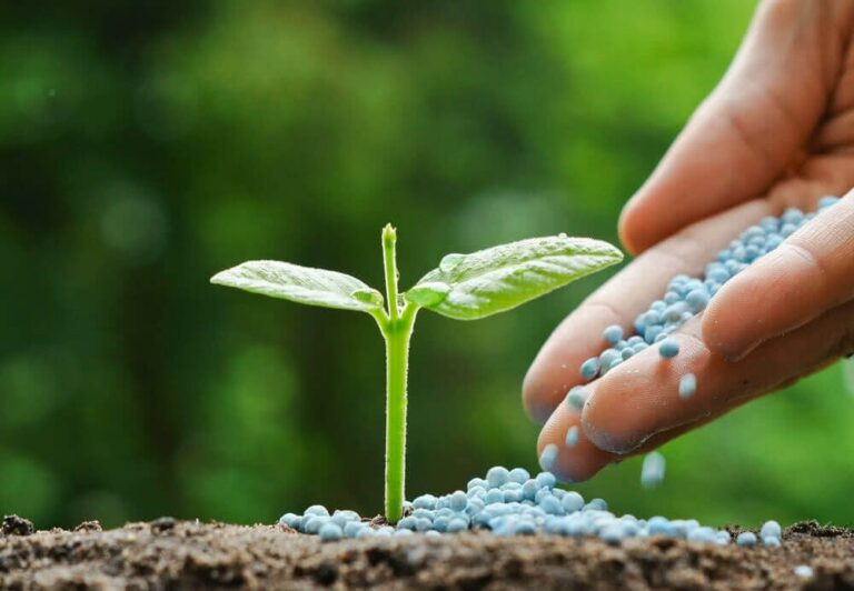 Acidic Fertilizers: 16 Amazing Options to Choose From