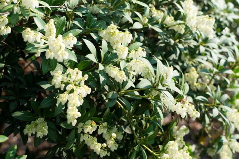 Zone 5 Evergreen Shrubs - 25 Amazing Hardy Choices for You
