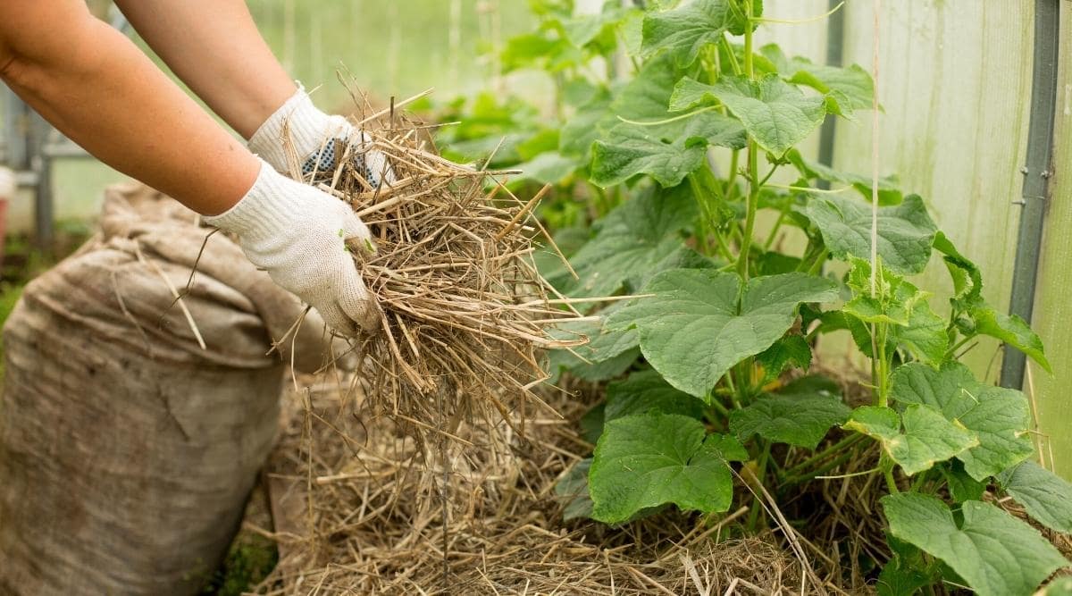 White Spots on Cucumber Leaves: Preventing and Treating Powdery Mildew