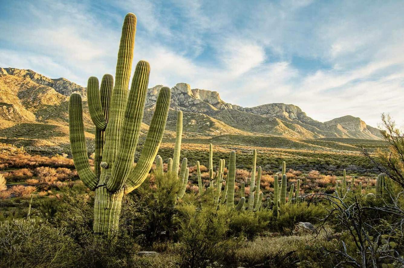11 Cactus-Eating Animals