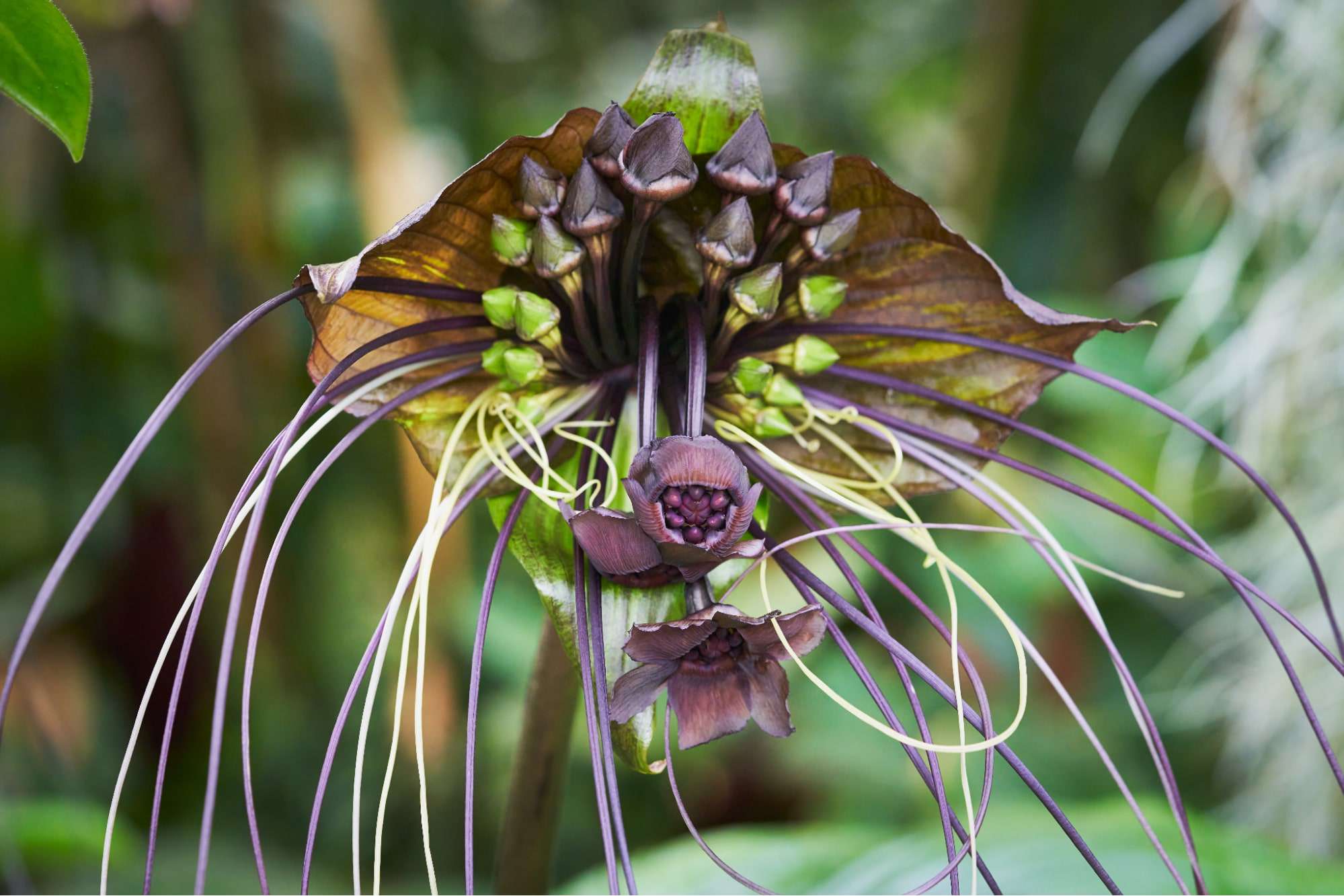 Types of Rare Flowers: 25 Unique and Exceptional Beauties
