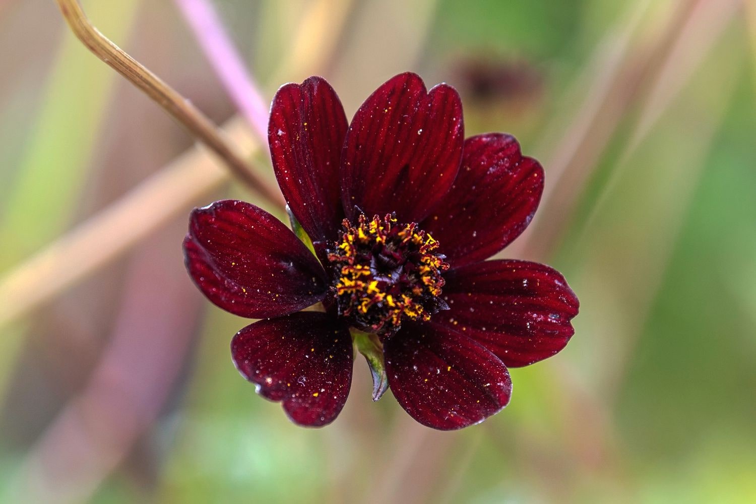 Types of Rare Flowers: 25 Unique and Exceptional Beauties