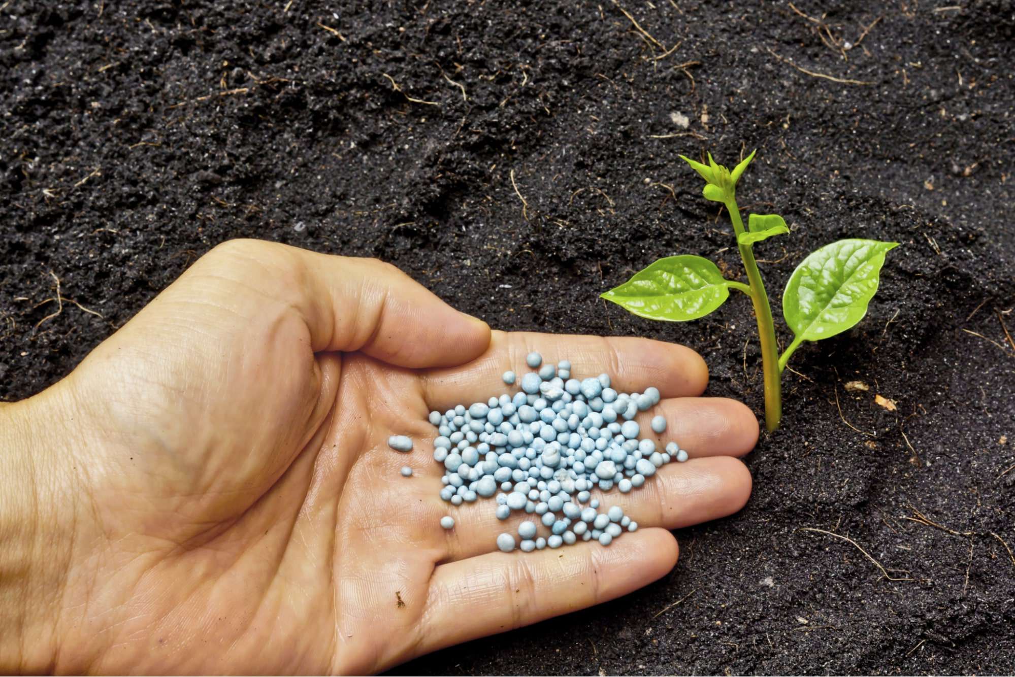 Acidic Fertilizers: 16 Amazing Options to Choose From