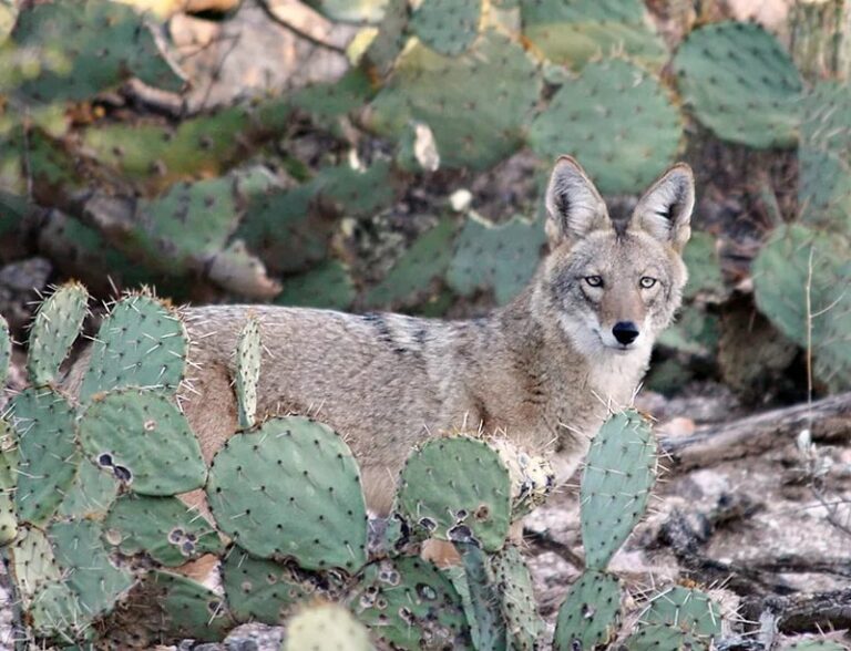 11 Cactus-Eating Animals