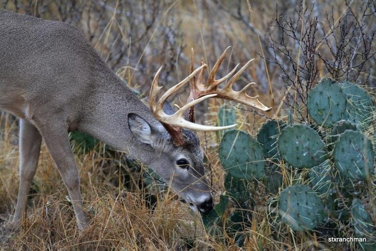 11 Cactus-Eating Animals