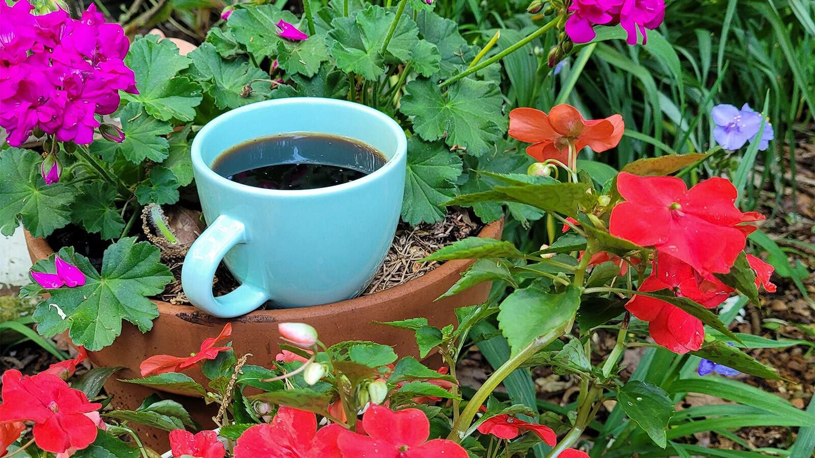 Acidic Fertilizers: 16 Amazing Options to Choose From