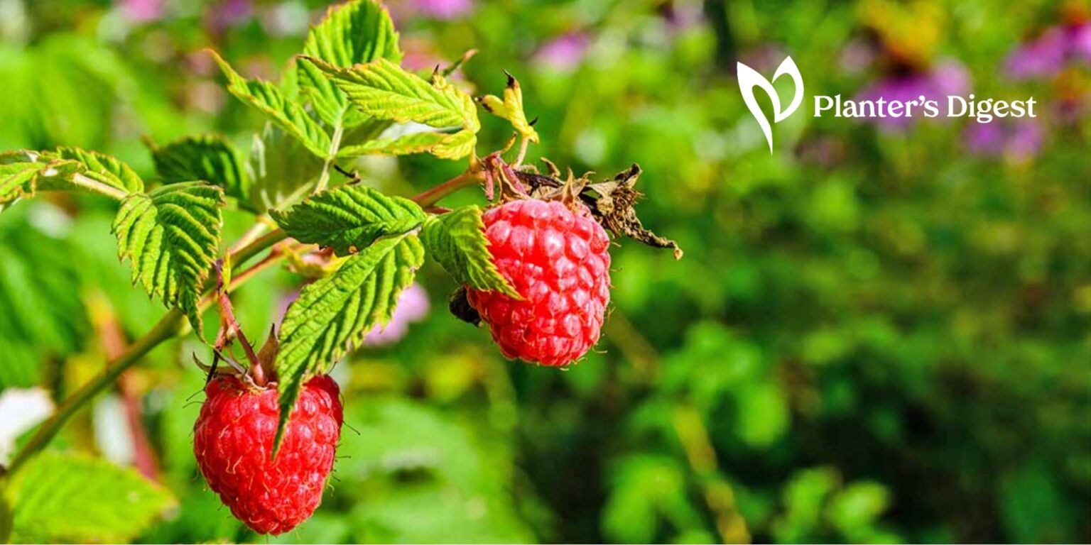 Thornless Raspberry Varieties: 16 Fantastic Picks