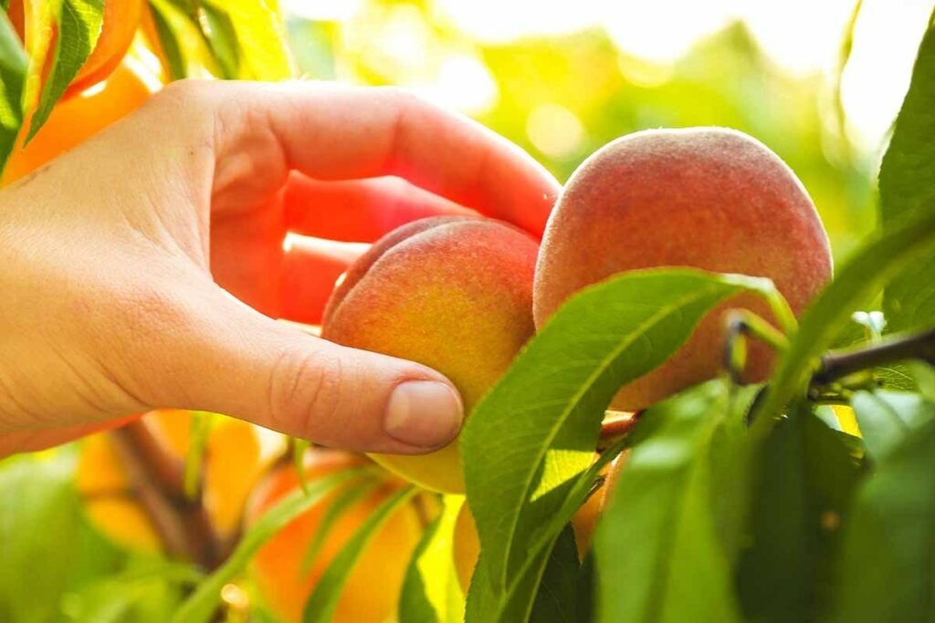 When Do Peach Trees Bear Fruit: Solving the Puzzle
