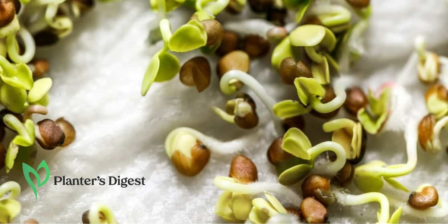 How to Germinate Seeds in Paper Towels: Your Complete Guide