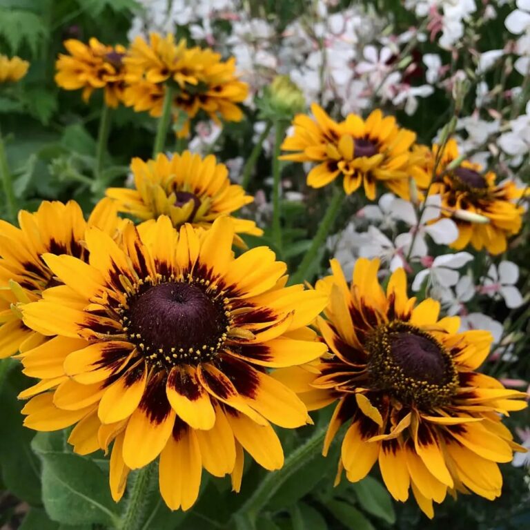 The Ultimate Guide to 28 Sunflower Lookalikes For Every Living Space