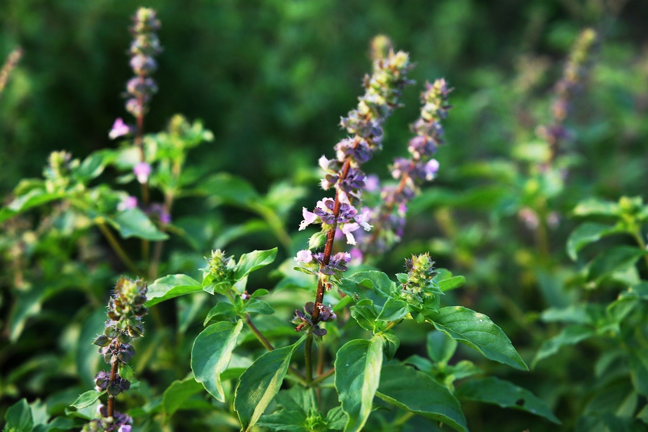 What Does Basil Smell Like: A Scentsational Journey