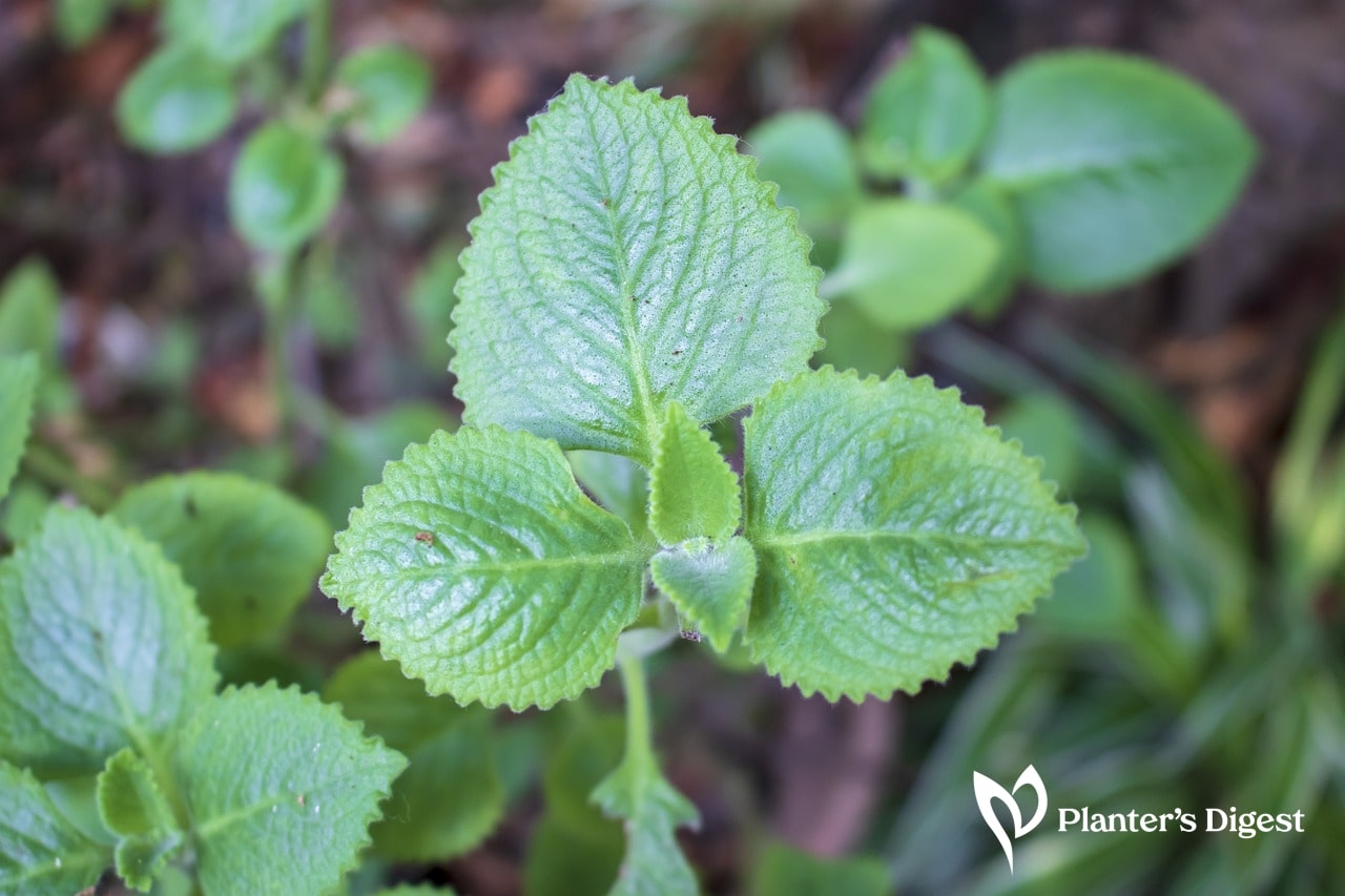 A Comparative Guide to Herbs: Holy Basil vs Thai Basil