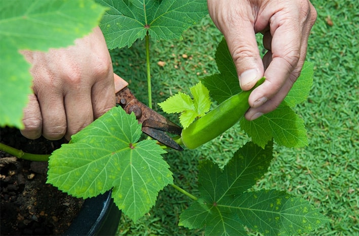 Farm to Table: A Comprehensive Guide to Okra Plants