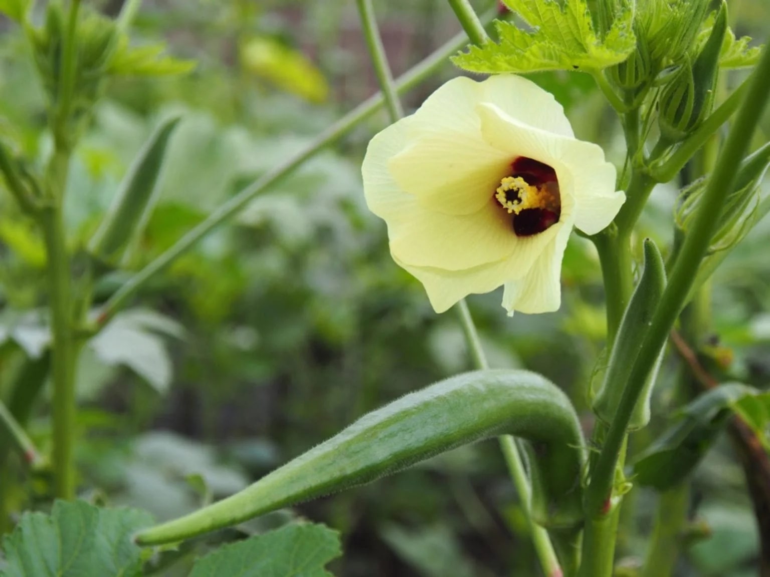 Farm to Table: A Comprehensive Guide to Okra Plants