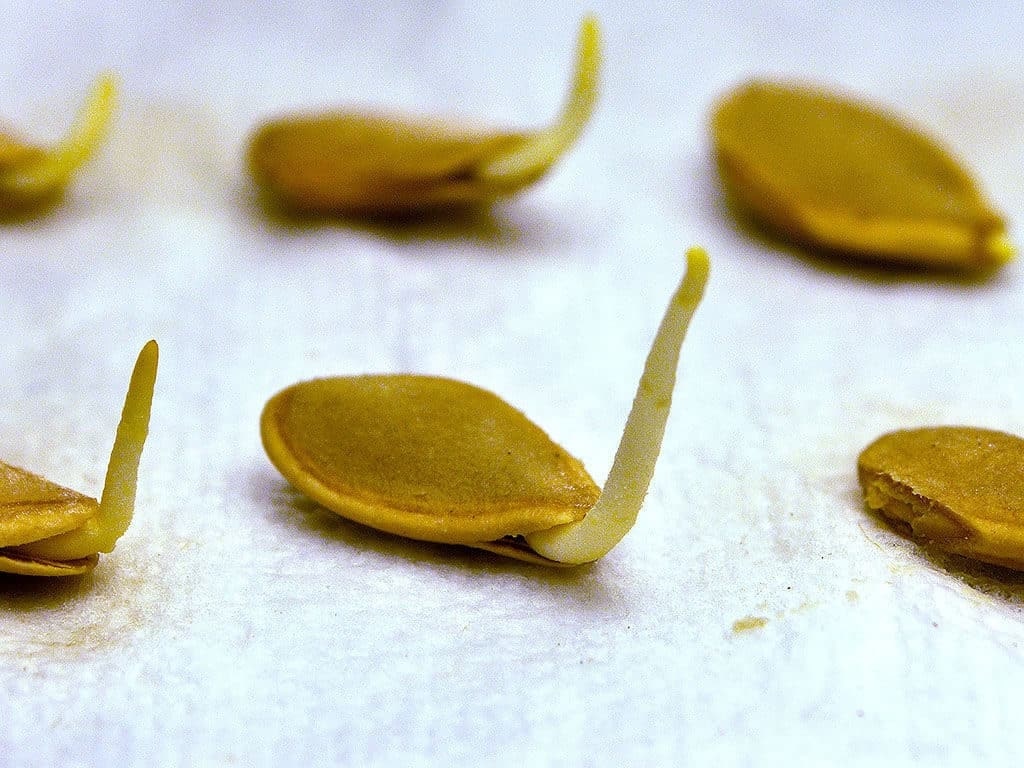 How to Germinate Seeds in Paper Towels: Your Complete Guide