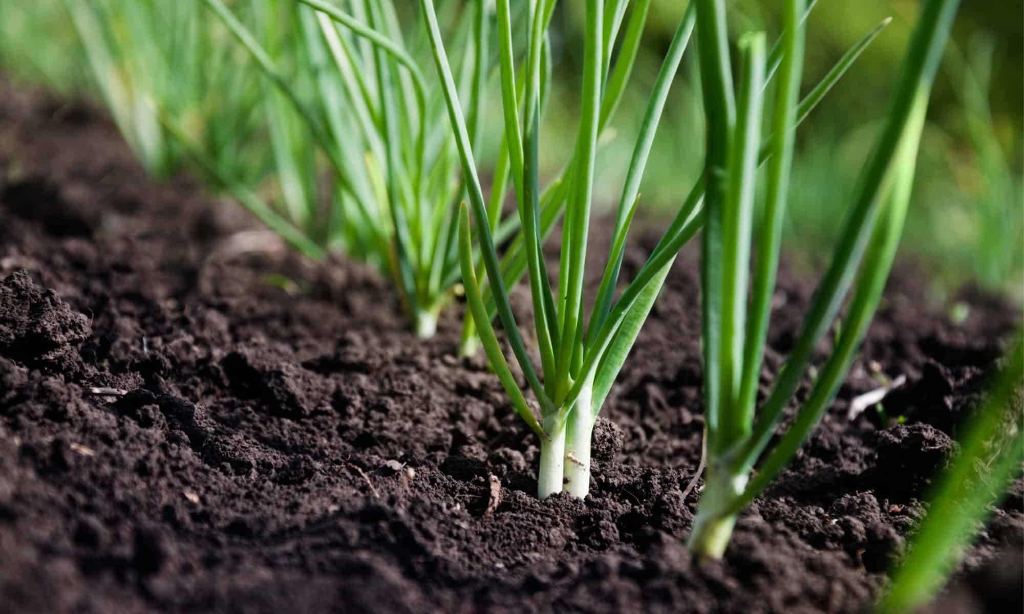 Bunching Onions: Your Guide to Picking and Growing